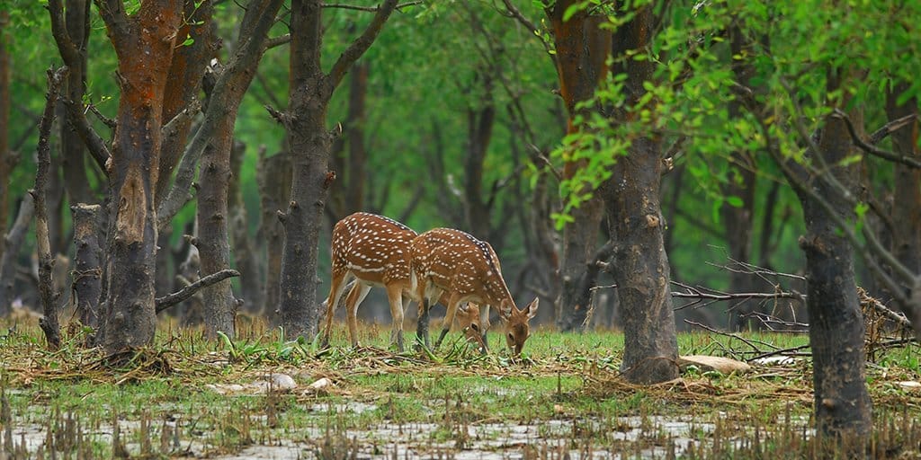 Nijhum Dwip: A Complete Travel Guide - Travel Mate