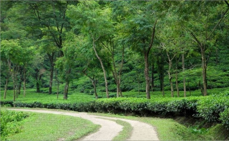 Lakkatura Tea Garden Sylhet - A To Z Travel Guide - Travel Mate