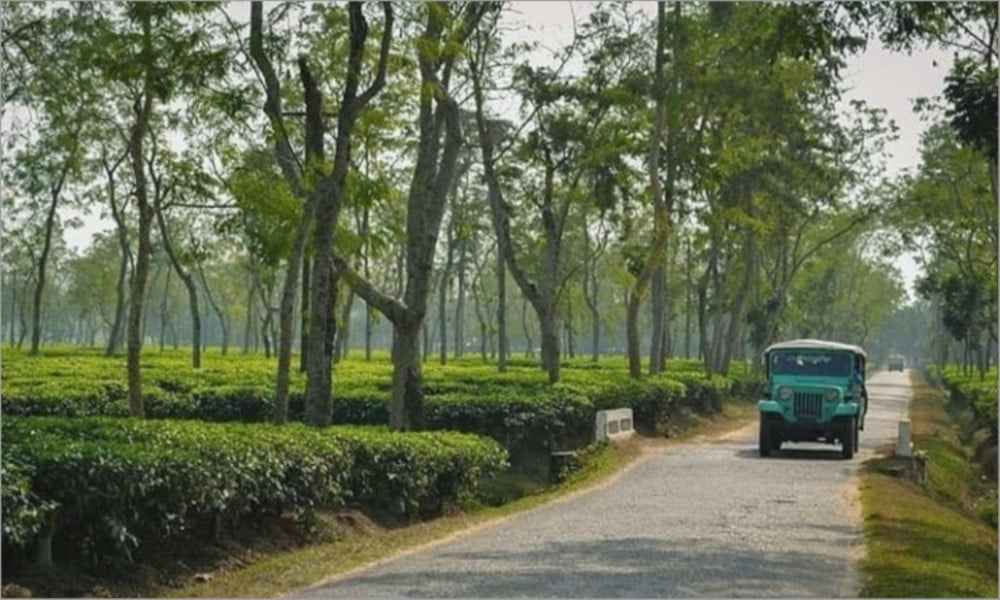 Lakkatura Tea Garden Sylhet - A To Z Travel Guide - Travel Mate