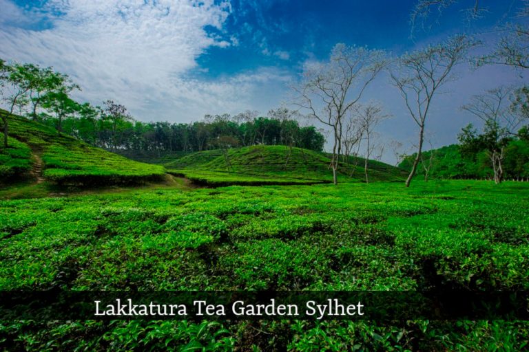Lakkatura Tea Garden Sylhet - A To Z Travel Guide - Travel Mate