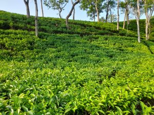 Discover Sreemangal: Bangladesh’s Tea Capital Awaits
